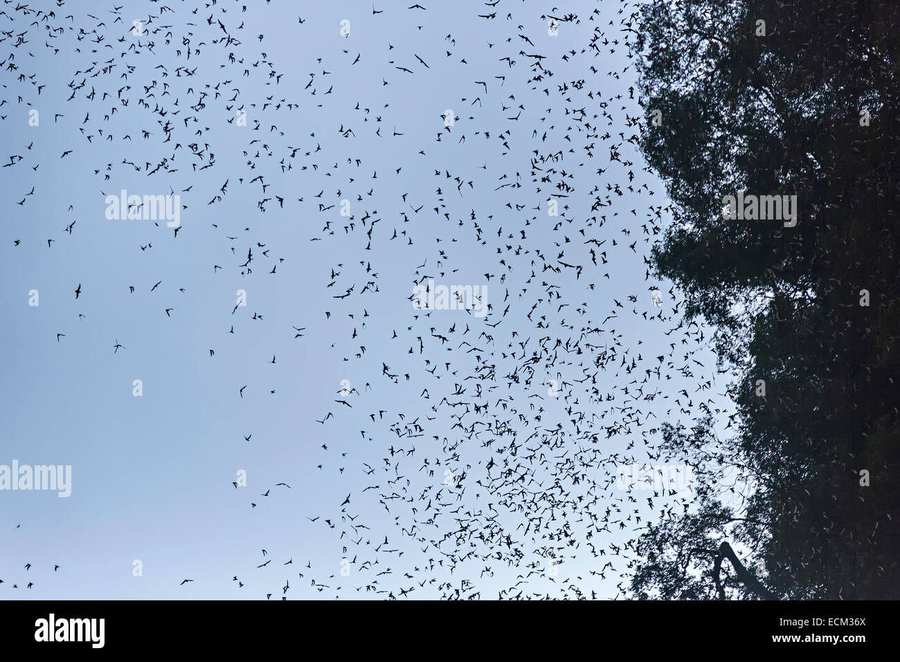 Bat flight emerging from Deer Cave against the sky with hawks chasing ...