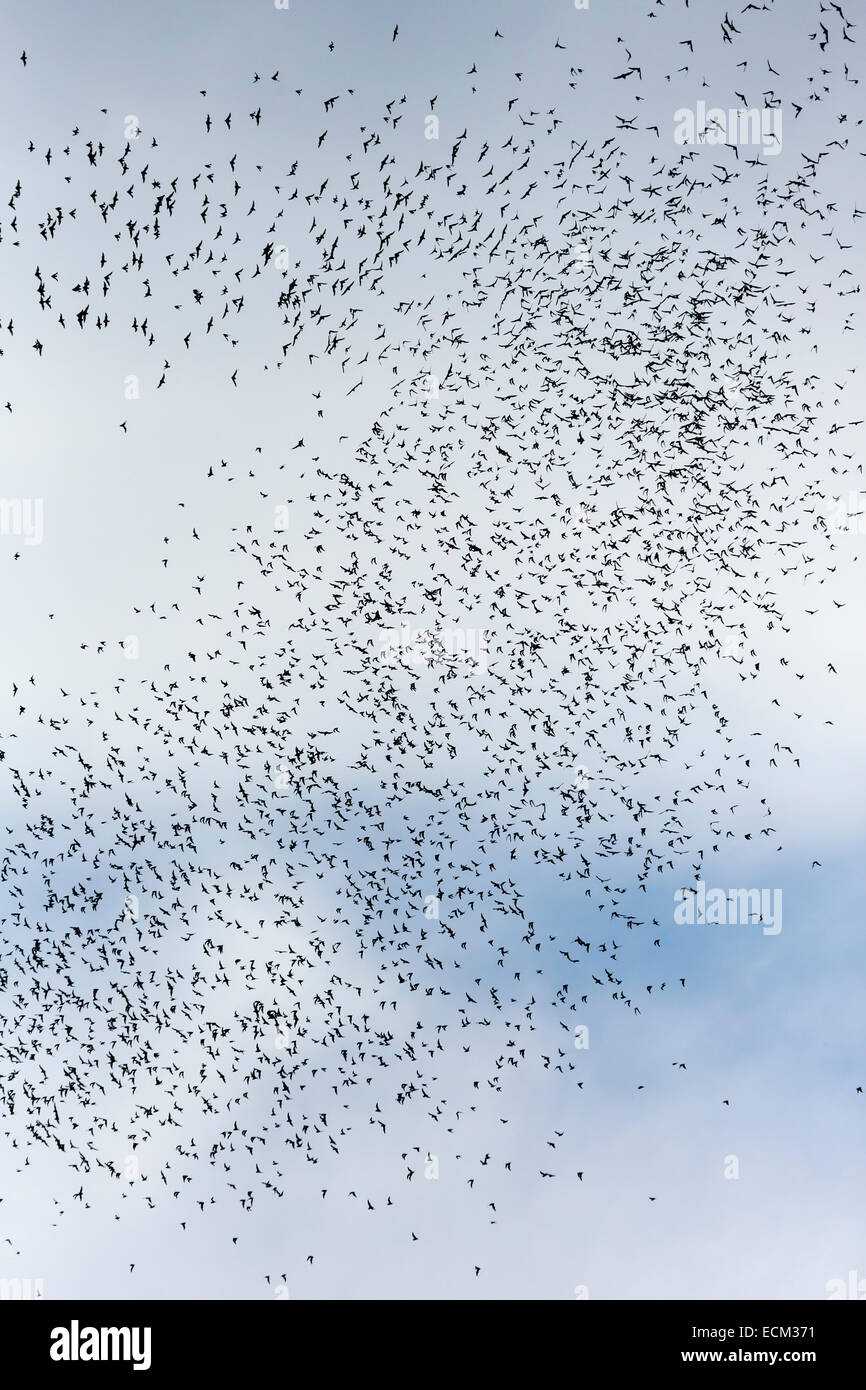 Bat flight emerging from Deer Cave against the sky with hawks chasing ...