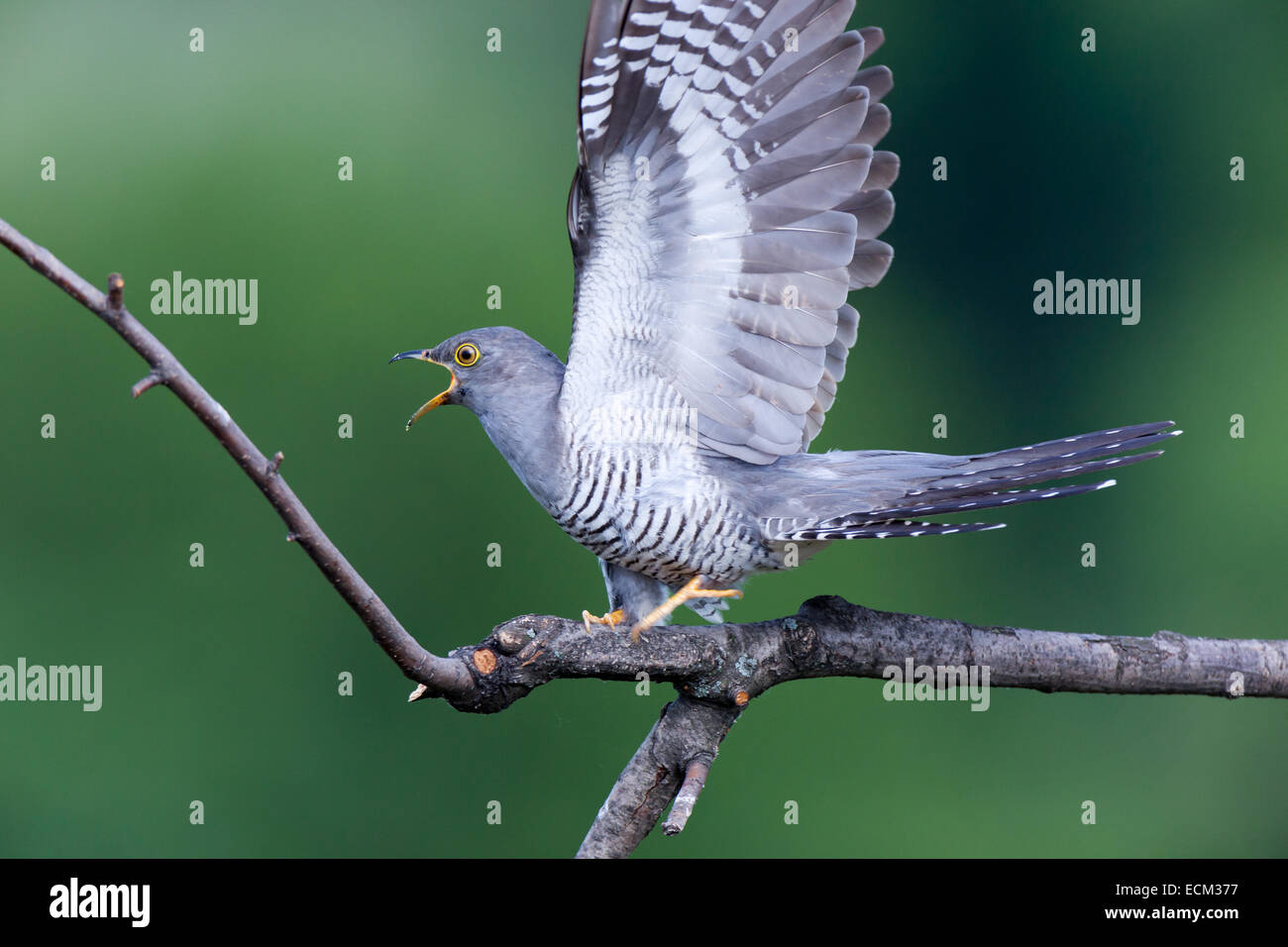 Cuculus canorus, Common Cuckoo. Wild bird in a natural habitat ...