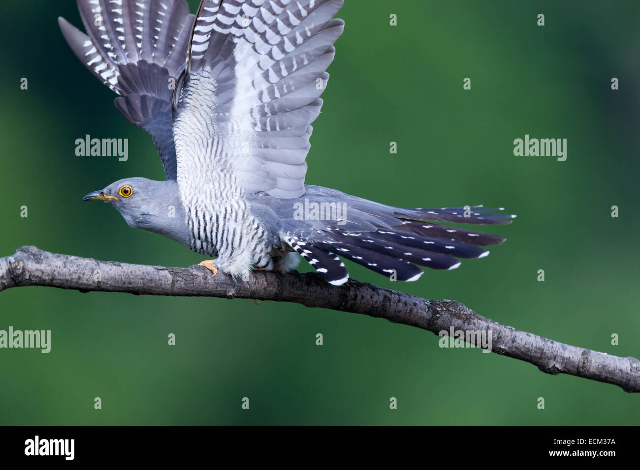 Cuculus canorus, Common Cuckoo. Wild bird in a natural habitat ...