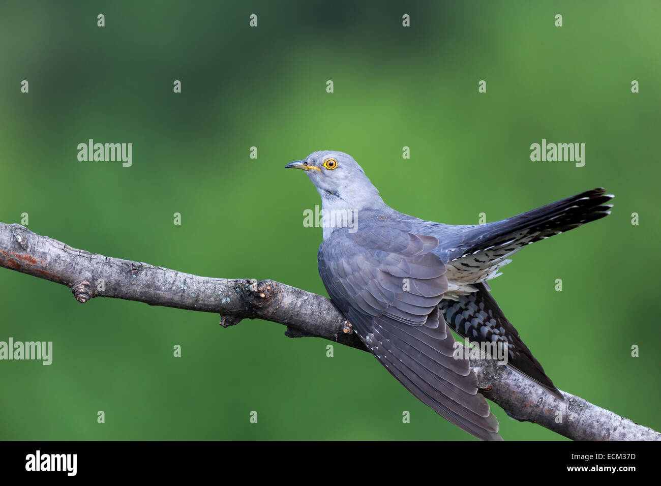 Cuculus canorus, Common Cuckoo. Wild bird in a natural habitat ...