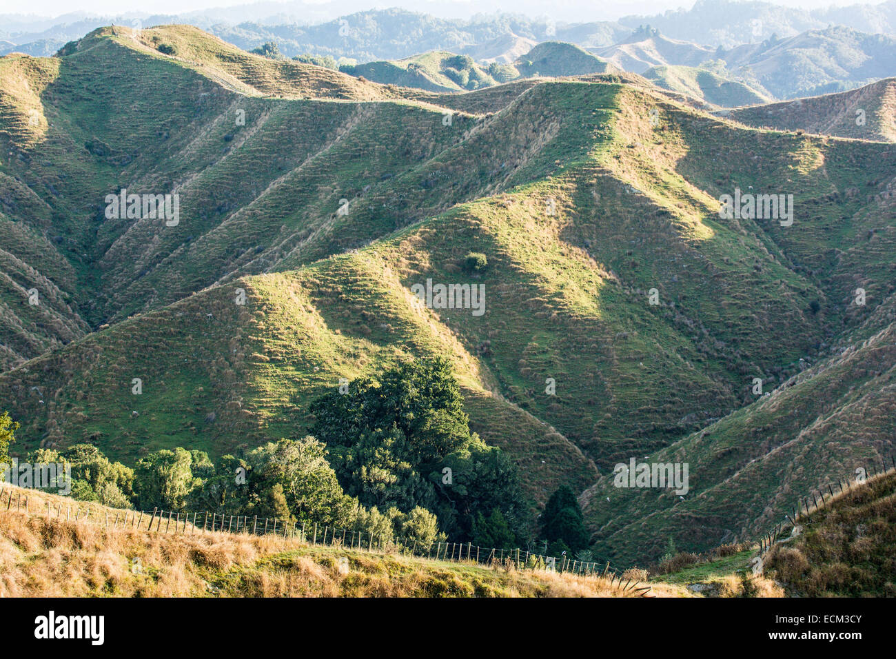 Sheep grazing, Taranaki, North Island, New Zealand Stock Photo - Alamy