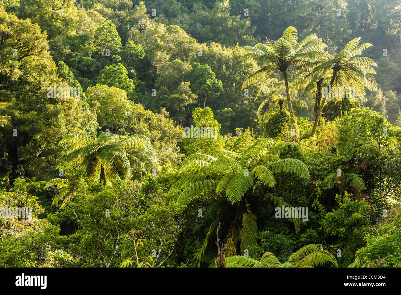 Tangarakau hi-res stock photography and images - Alamy
