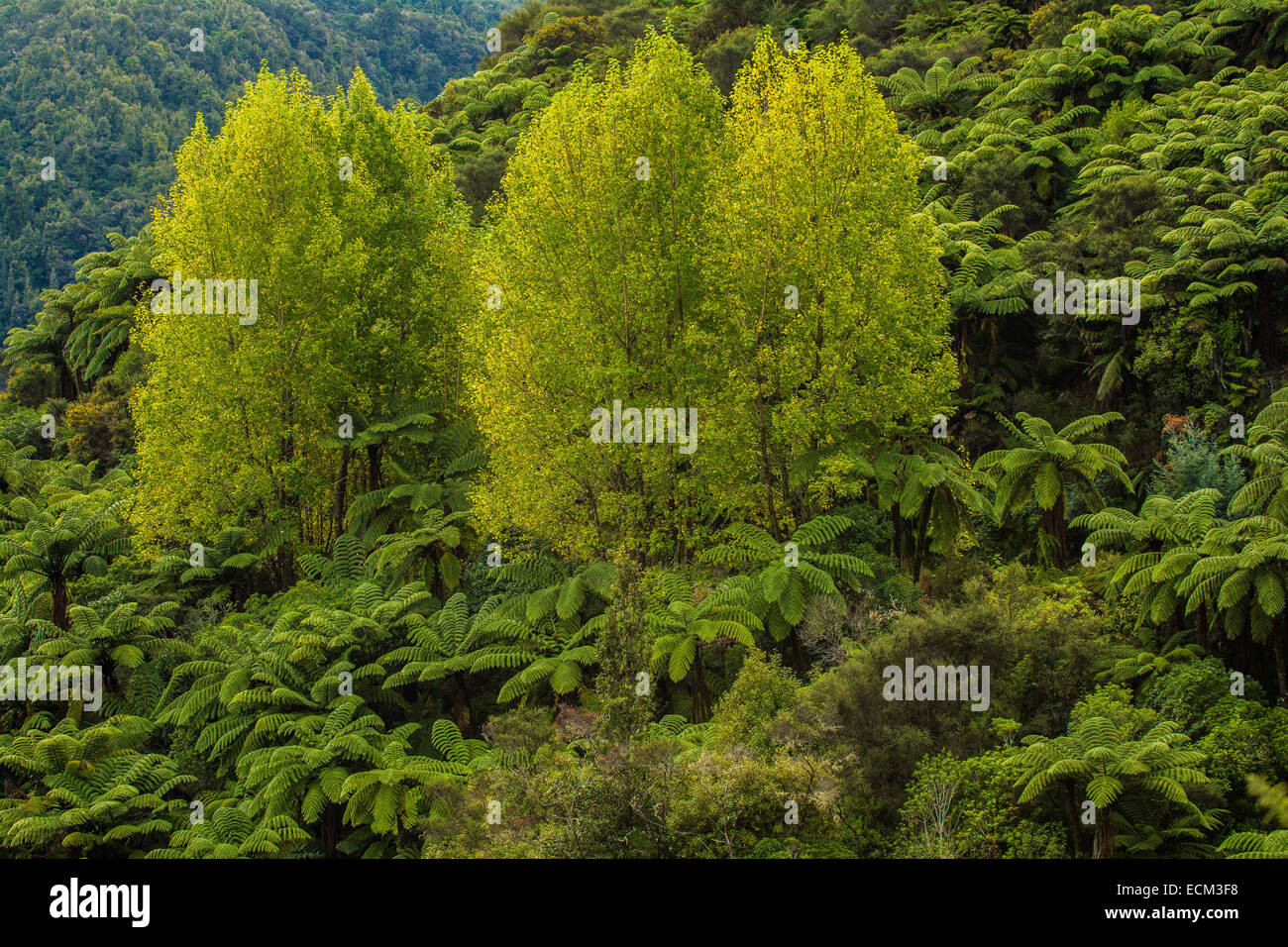 Tree ferns new zealand hi-res stock photography and images - Alamy