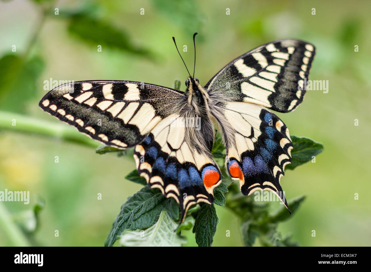 Papilio machaon britannicus hi-res stock photography and images - Alamy