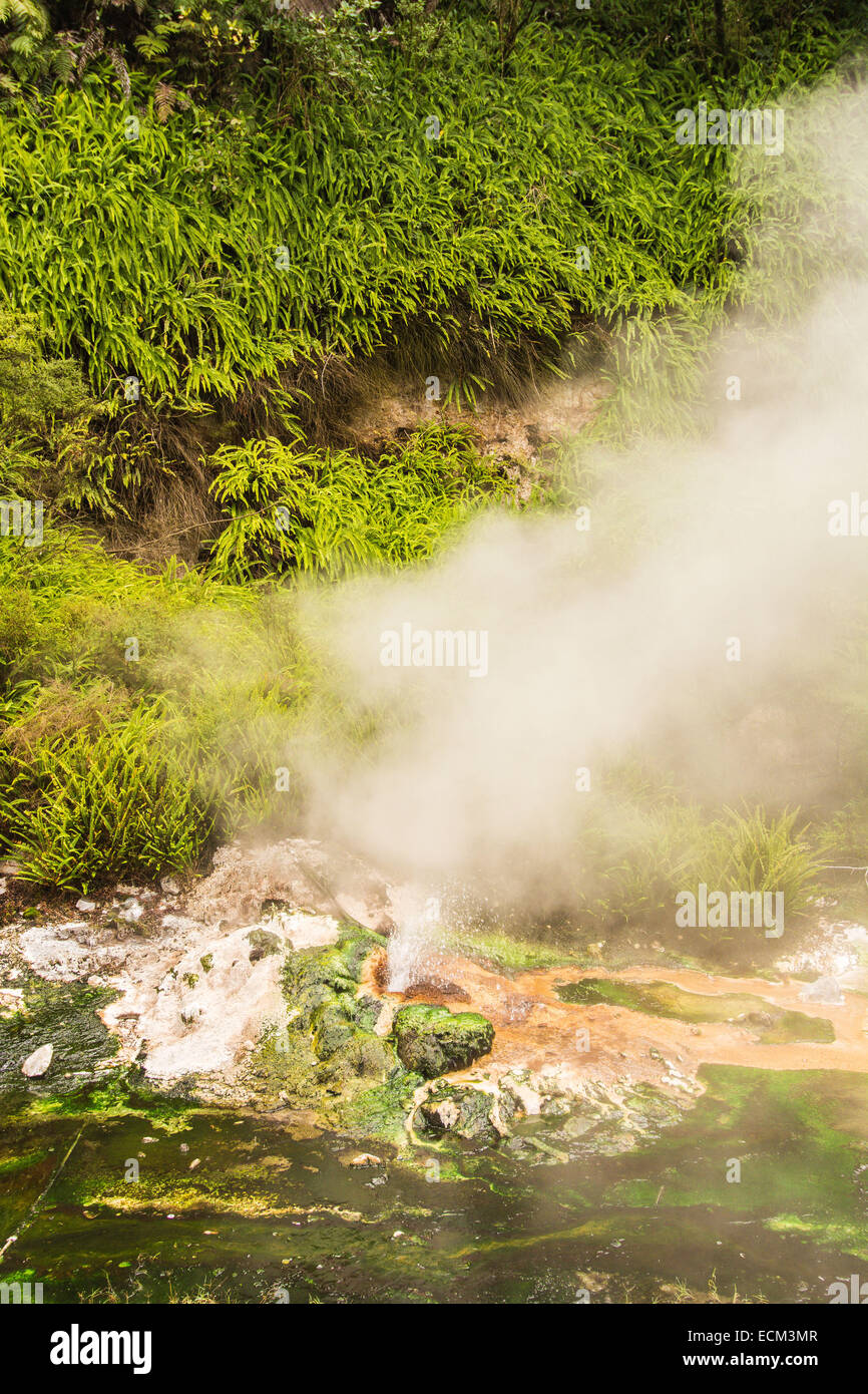 Clamshell Spring, Waimangu Volcanic Valley, North Island, New Zealand ...