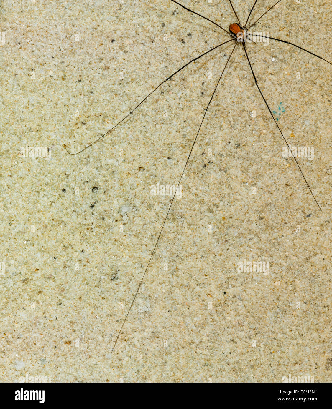 A close up of a male Northern European Harvestman, Leiobunum rotundum ...