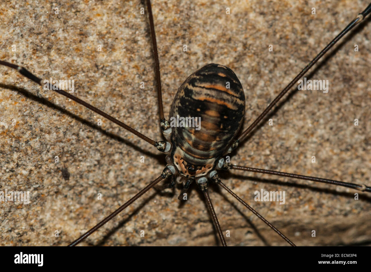 A close up of a female Northern European Harvestman, Leiobunum rotundum ...