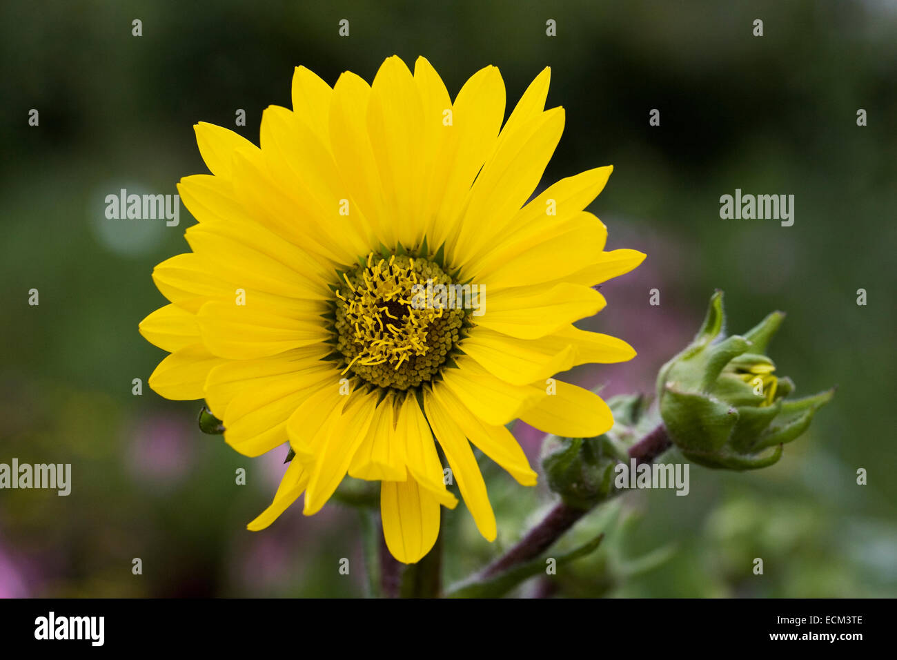 Sunflower inflorescence hi-res stock photography and images - Alamy