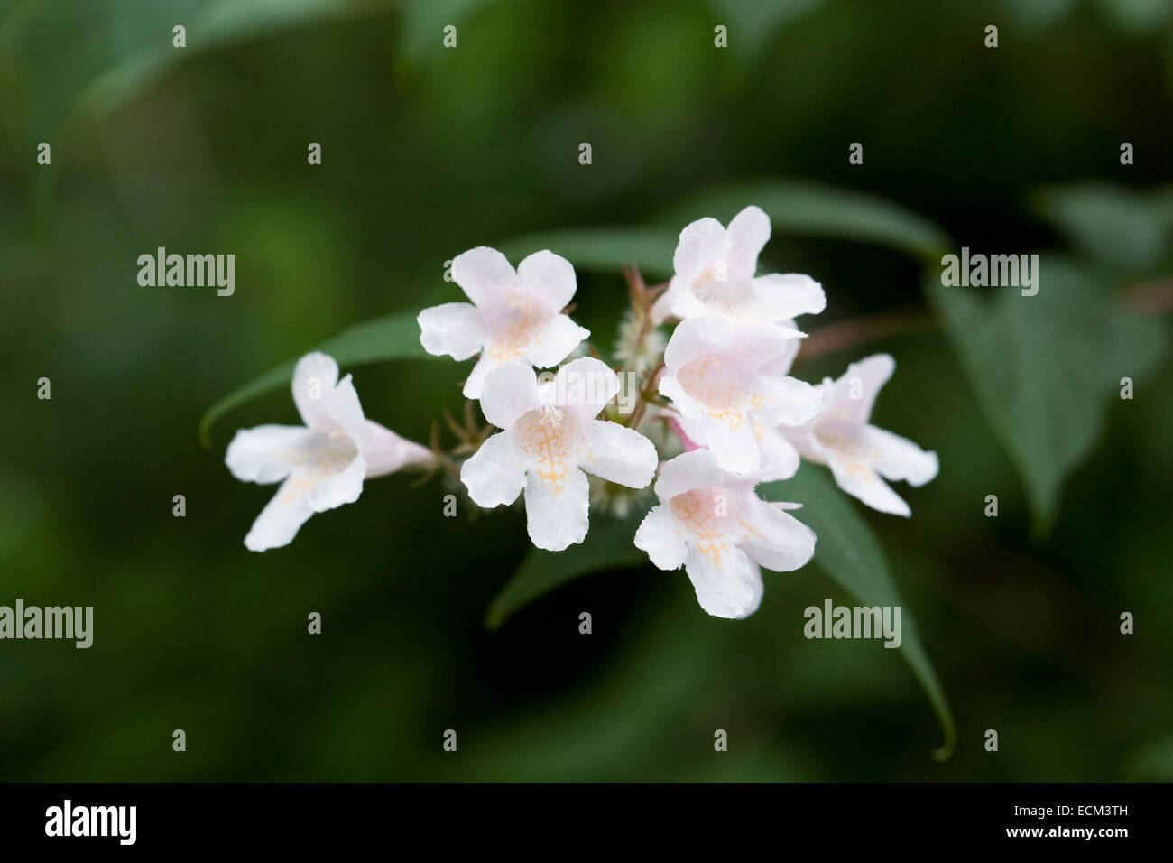 Dipelta flowers hi-res stock photography and images - Alamy