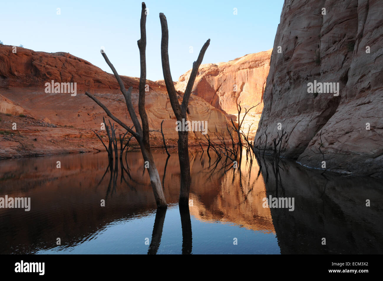 Drowned trees lake powell hi-res stock photography and images - Alamy