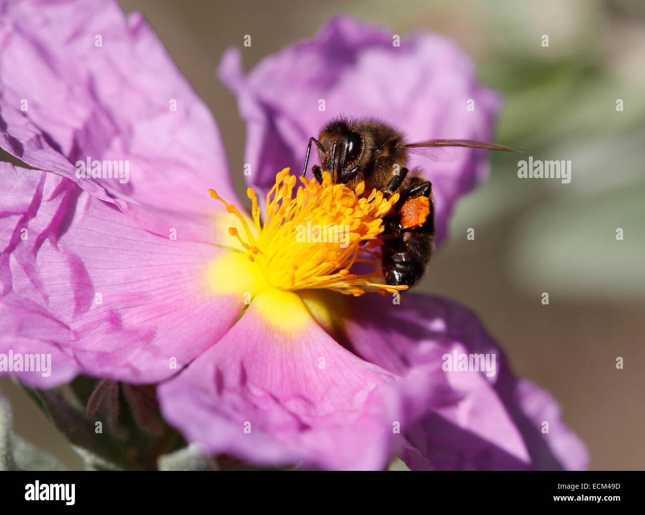 Pollen collector insects hi-res stock photography and images - Alamy