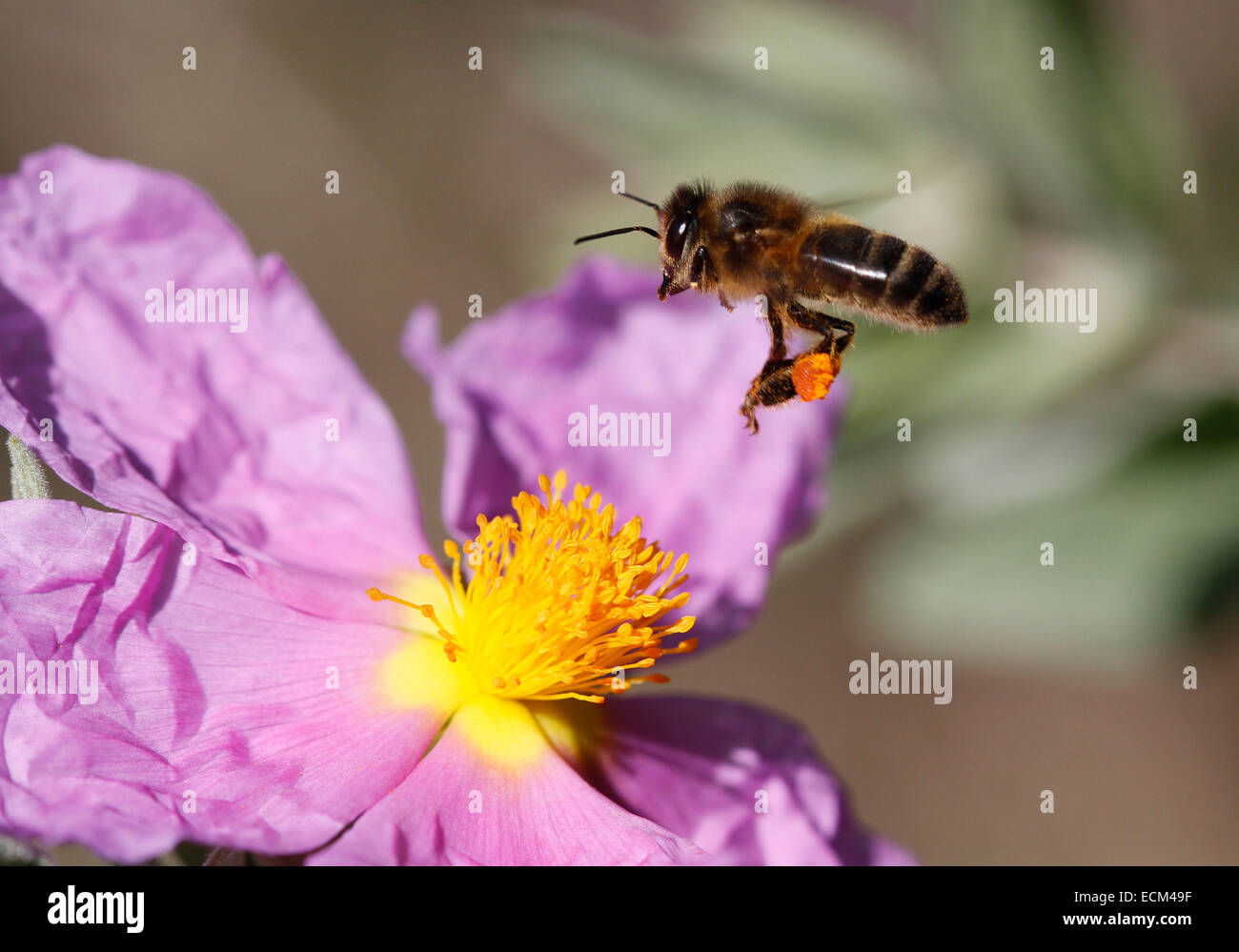 Honey bee collecting pollen on a flower Stock Photo - Alamy