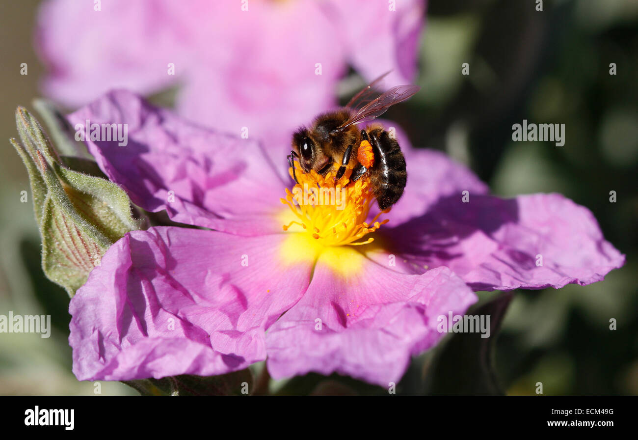 Pollen collector insects hi-res stock photography and images - Alamy