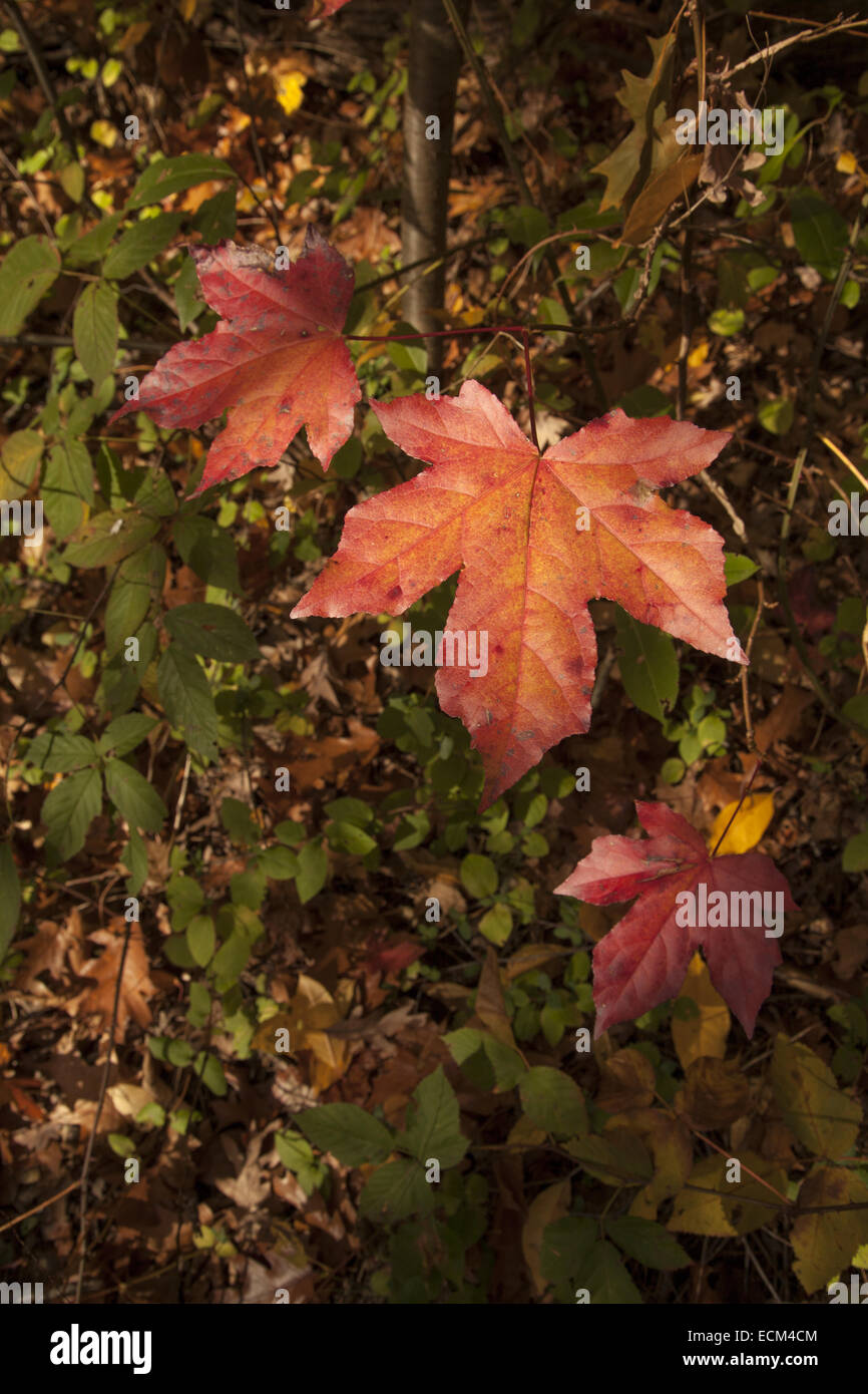 Maple leaves in the autumn,Prospect Park, Brooklyn, NY Stock Photo - Alamy