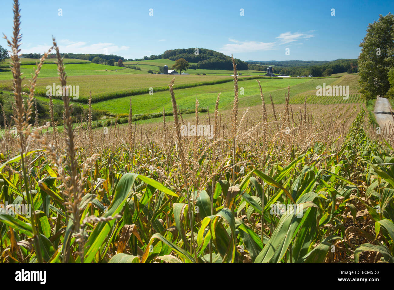 Usa cornfield hi-res stock photography and images - Alamy