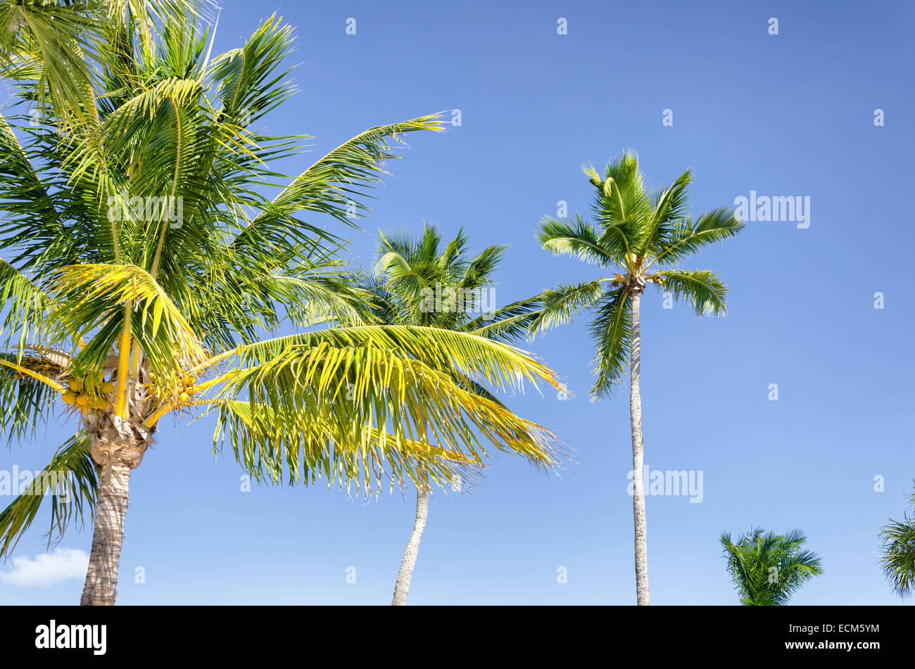 Nice palm trees in the blue sunny sky Stock Photo - Alamy