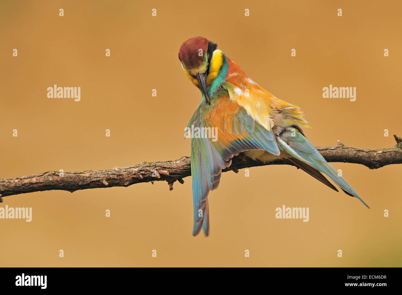 Bird feather cleaning hi-res stock photography and images - Alamy