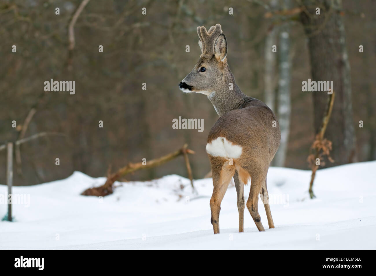 Roe deer in winter Stock Photo - Alamy