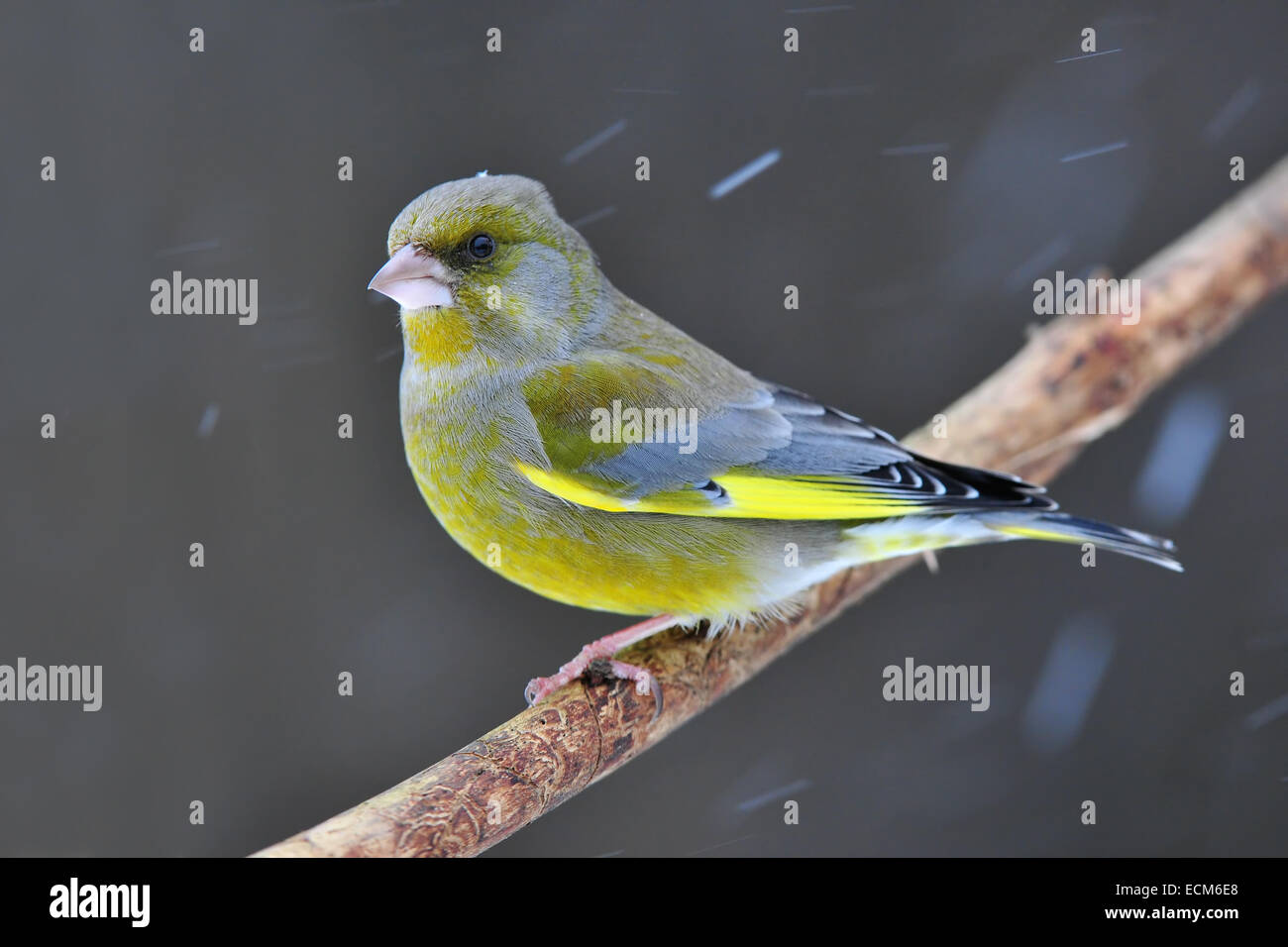 Greenfinch in winter Stock Photo - Alamy