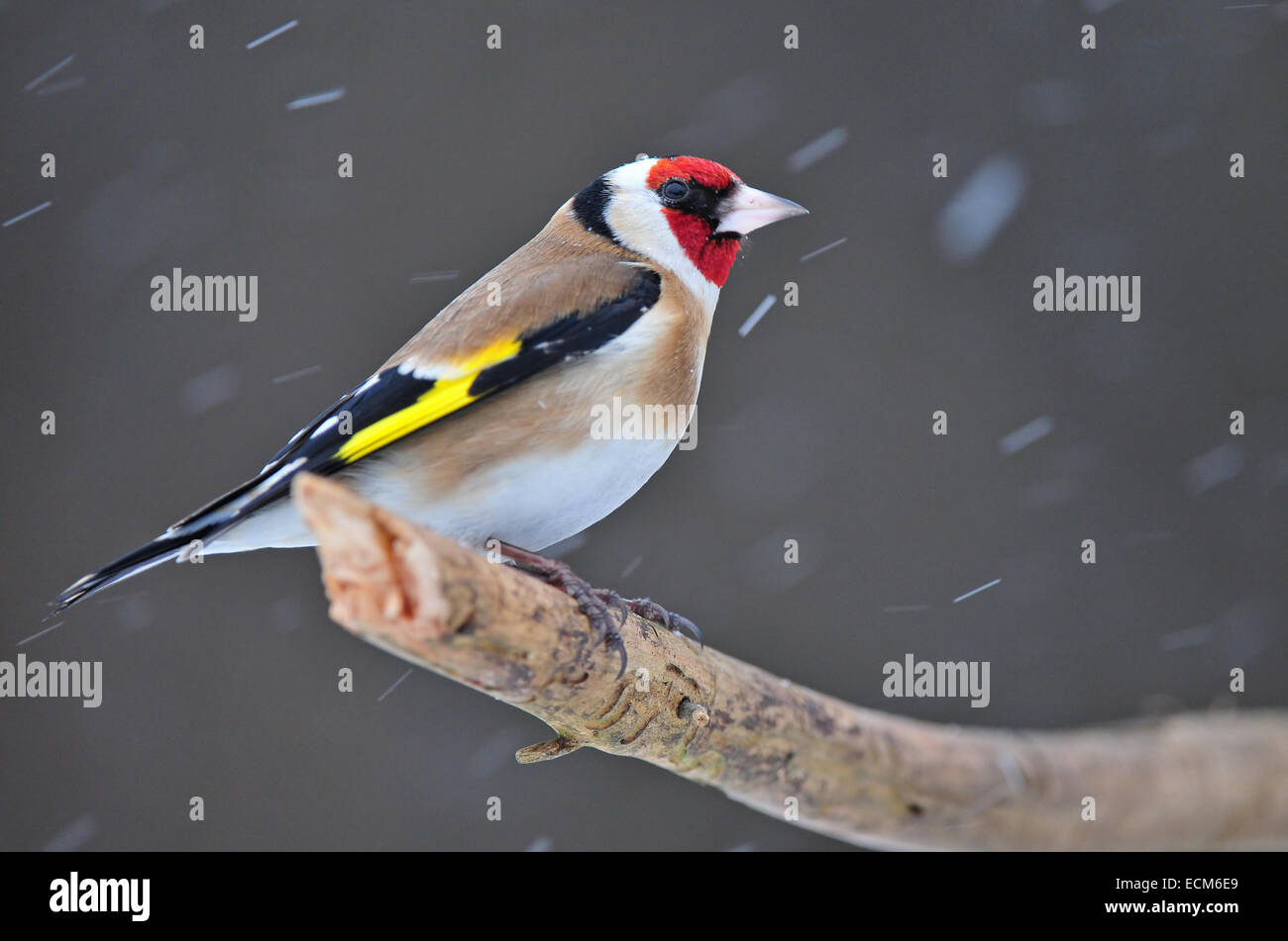 European goldfinch winter hi-res stock photography and images - Alamy