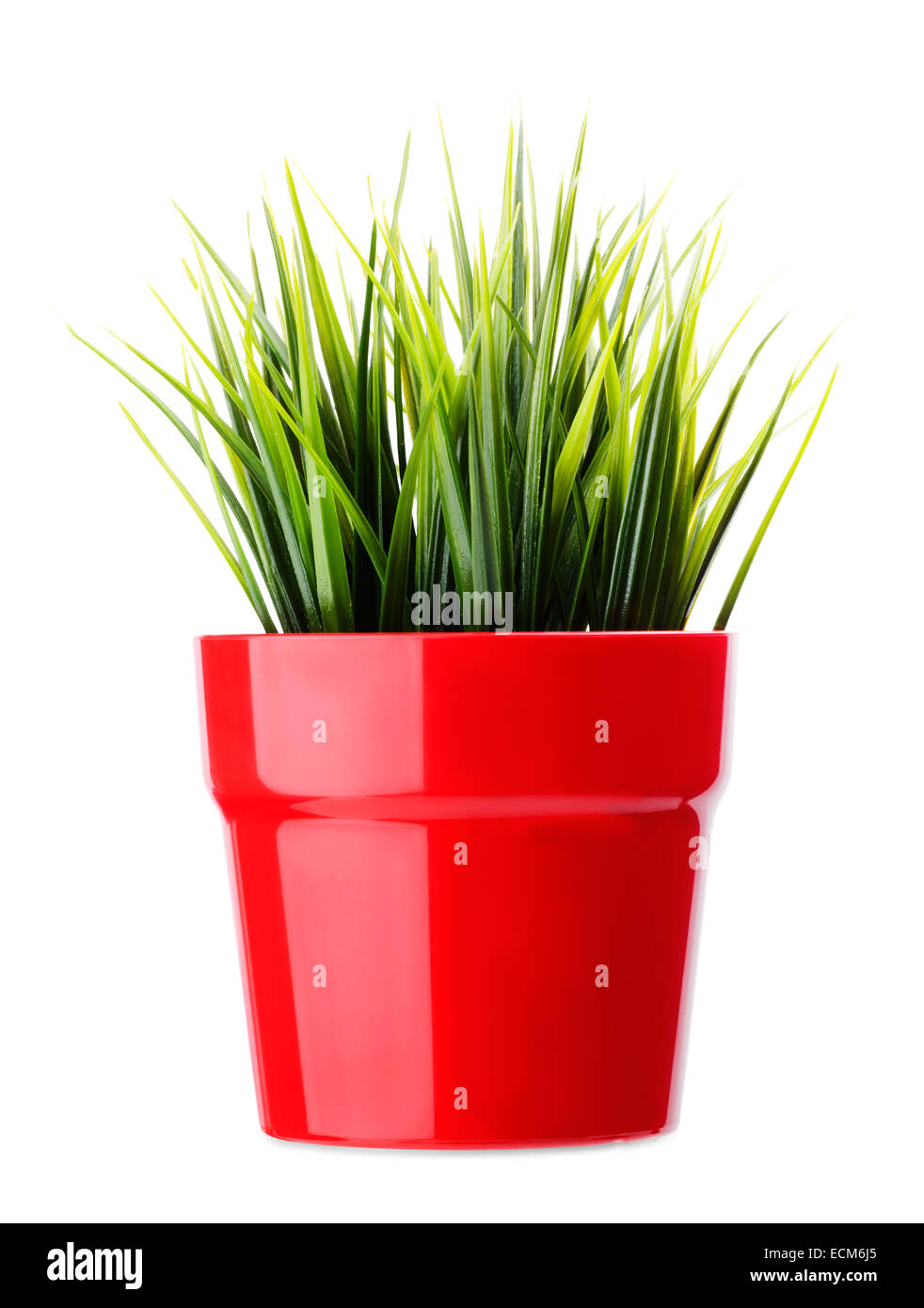 Succulent grass on background Cut Out Stock Images & Pictures - Alamy
