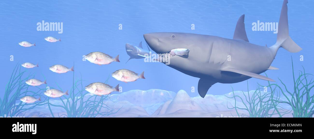 Two sharks swimming into deep blue underwater and following fishes to ...