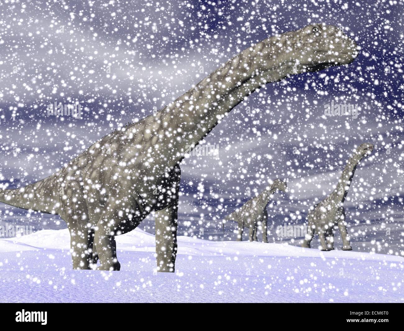 One argentinosaurus dinosaur walking in the snow by cloudy winter Stock ...