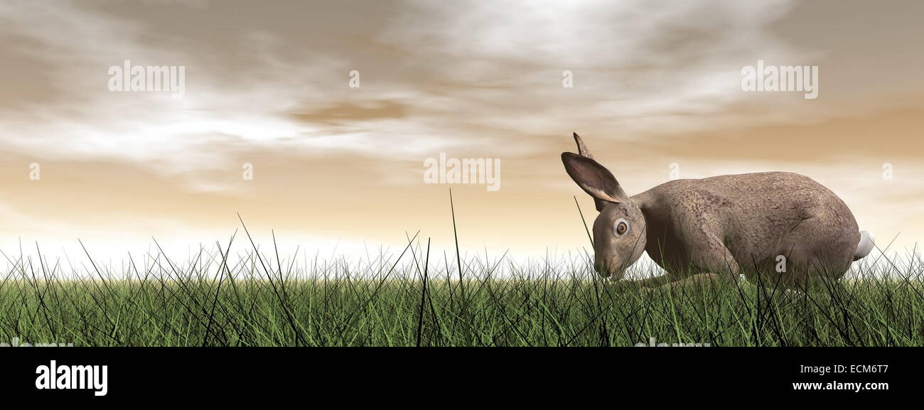 One quiet hare standing in the grass by brown sunset Stock Photo - Alamy