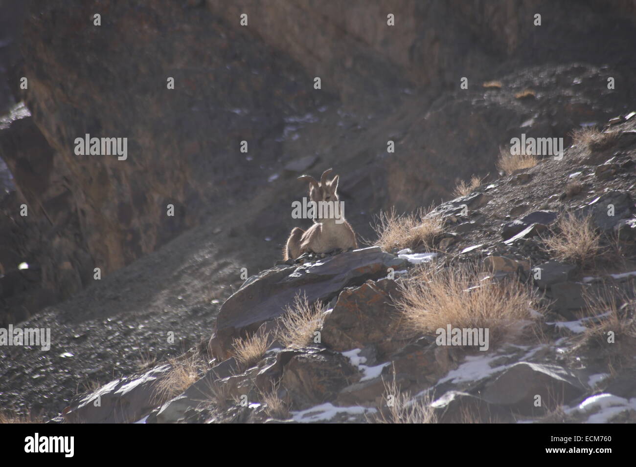 Indian himalayan wild blue sheep hi-res stock photography and images ...