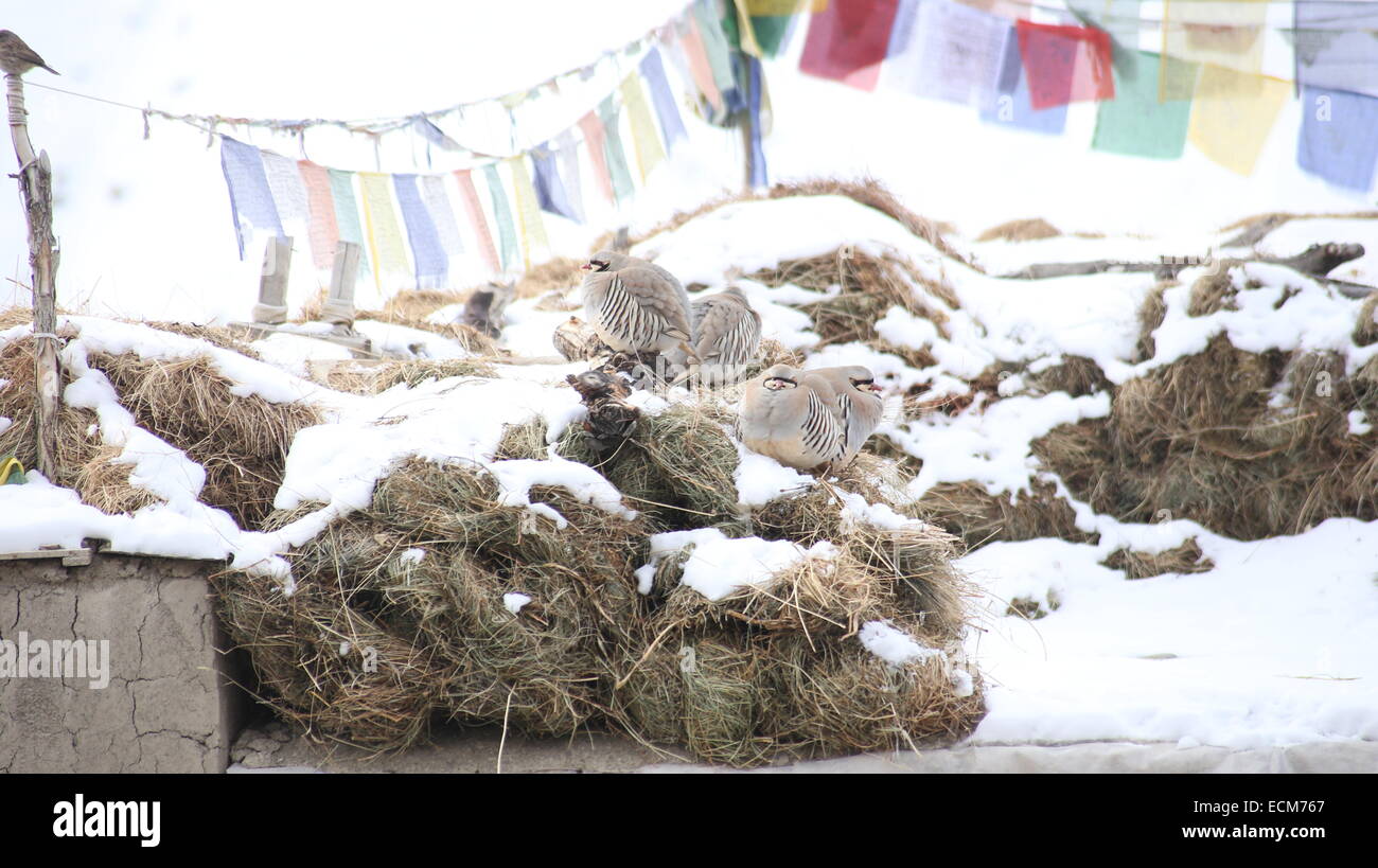 Chukar partridge birds resting Stock Photo - Alamy