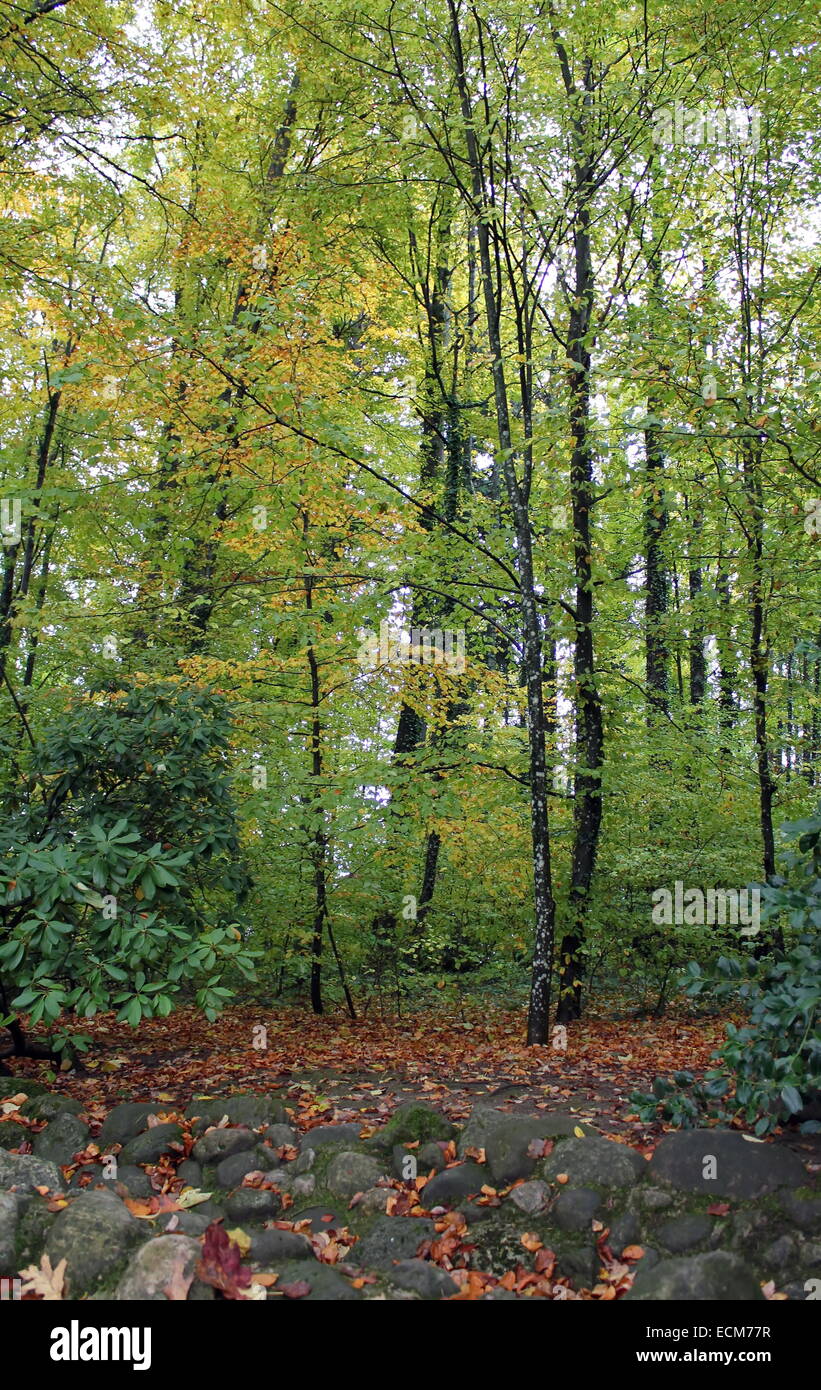 Grey stone and leaves down colorful trees in woods by autumn season ...