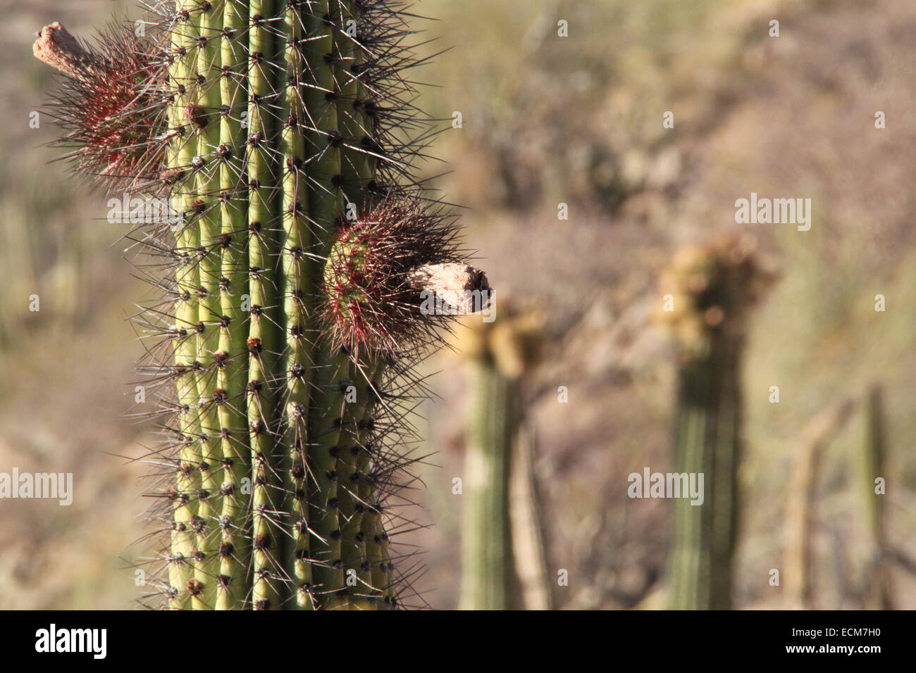 Desert Cactus Stock Photo - Alamy