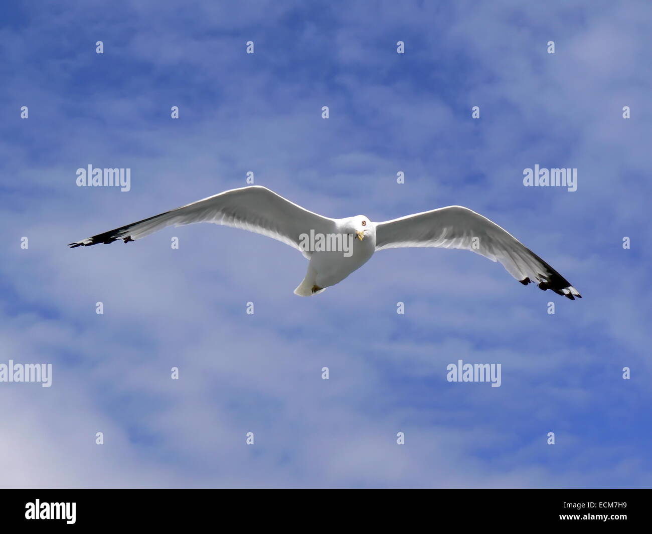 Larus smithsonianus hi-res stock photography and images - Alamy