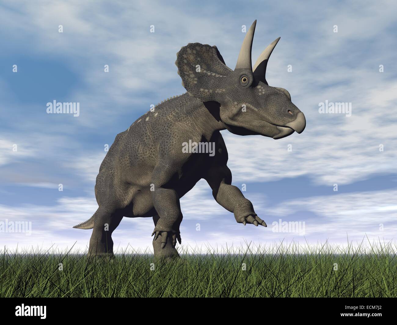 Diceratops dinosaur running on the green grass with mouth open by ...