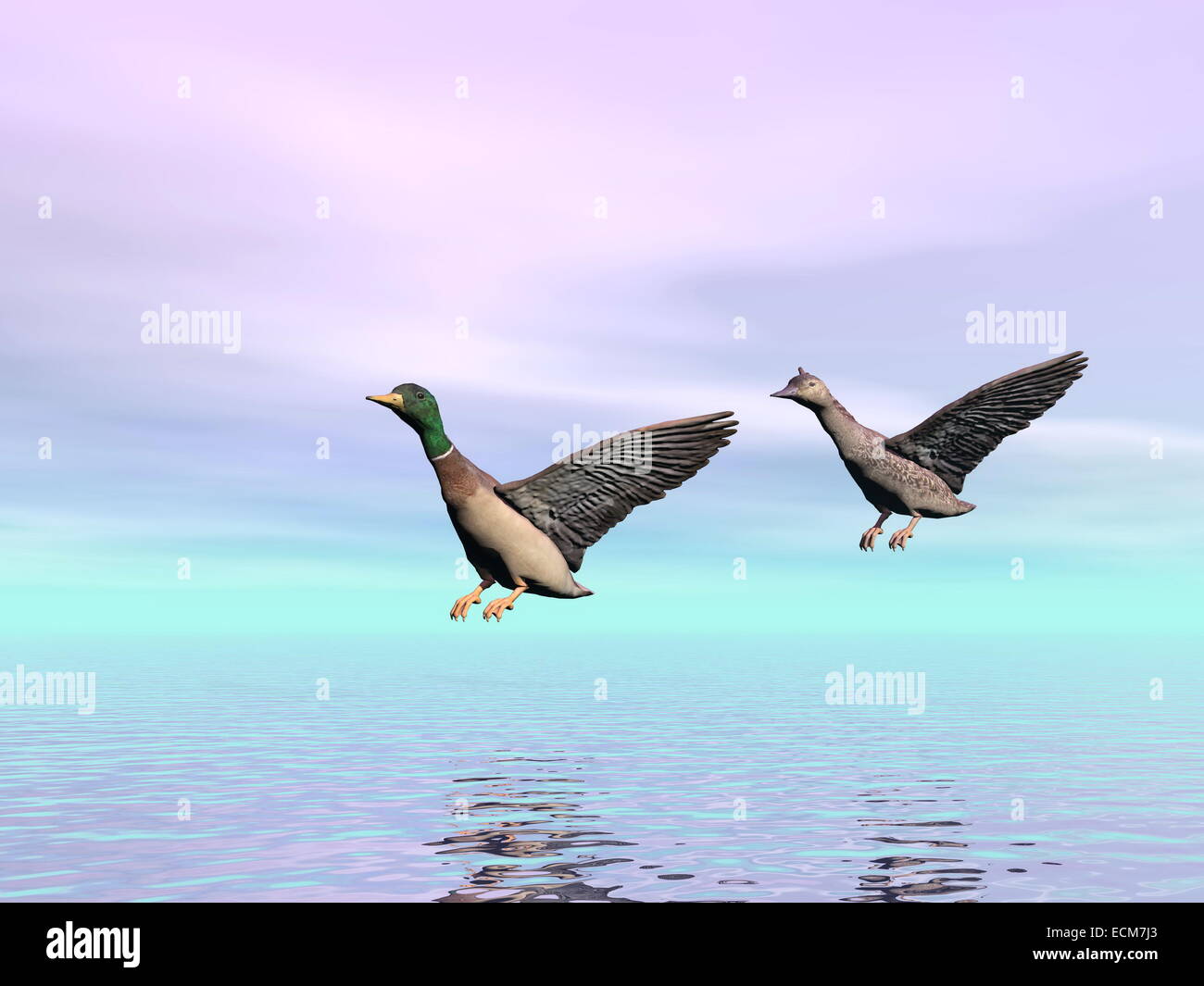 Couple of male and female mallard ducks landing on water by cloudy day ...