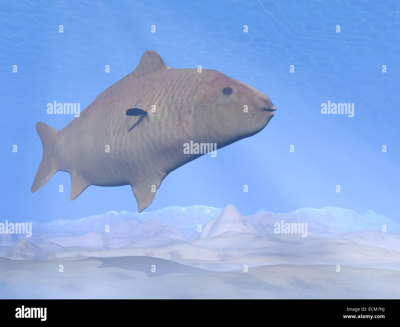 One carp fish in deep blue underwater Stock Photo - Alamy