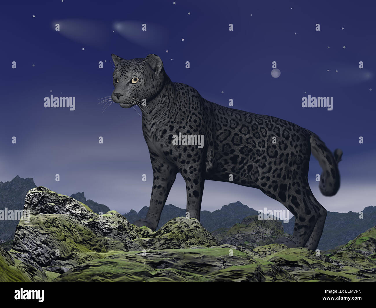 One black jaguar standing on the rock mountain watching away by dark ...