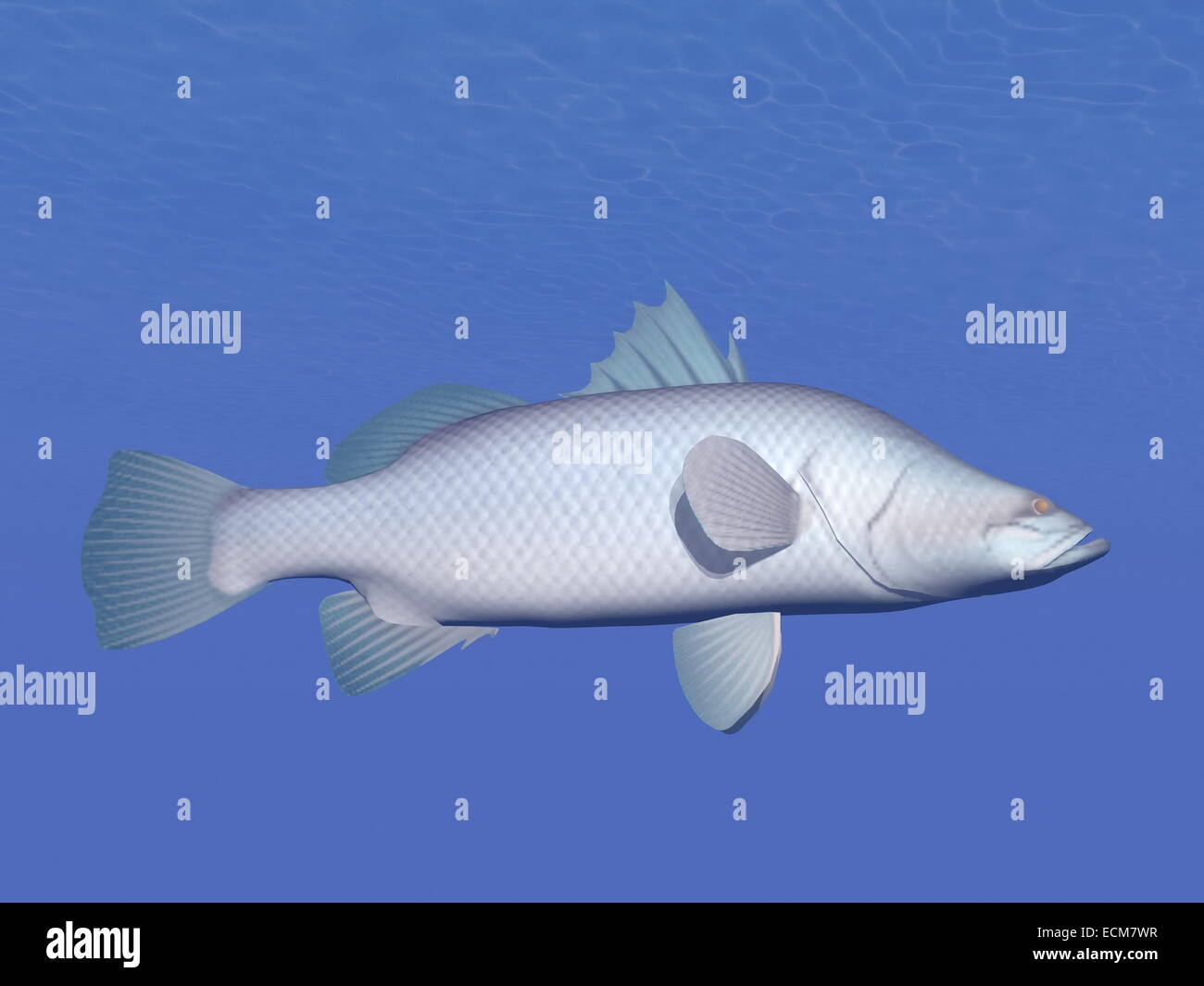 One barramundi or asian seabass fish (lates calcarifer) swimming in ...