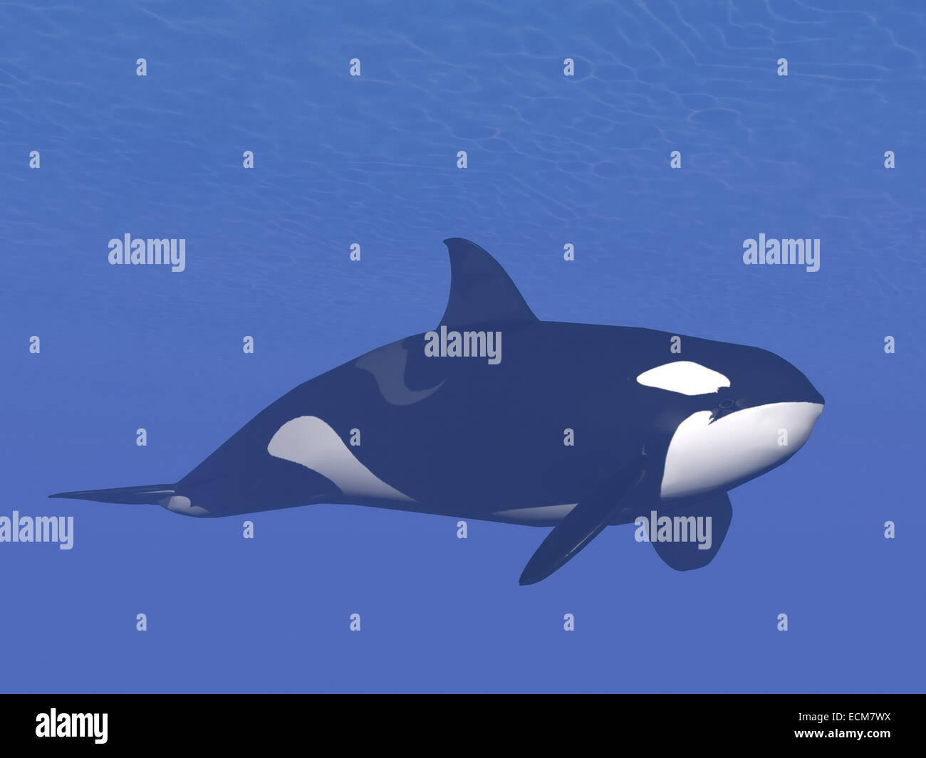 Quiet killer or orca whale (orcinus orca) swimming alone into deep ...