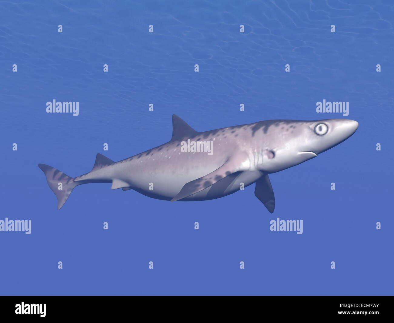 Quiet shark swimming alone into deep underwater Stock Photo - Alamy