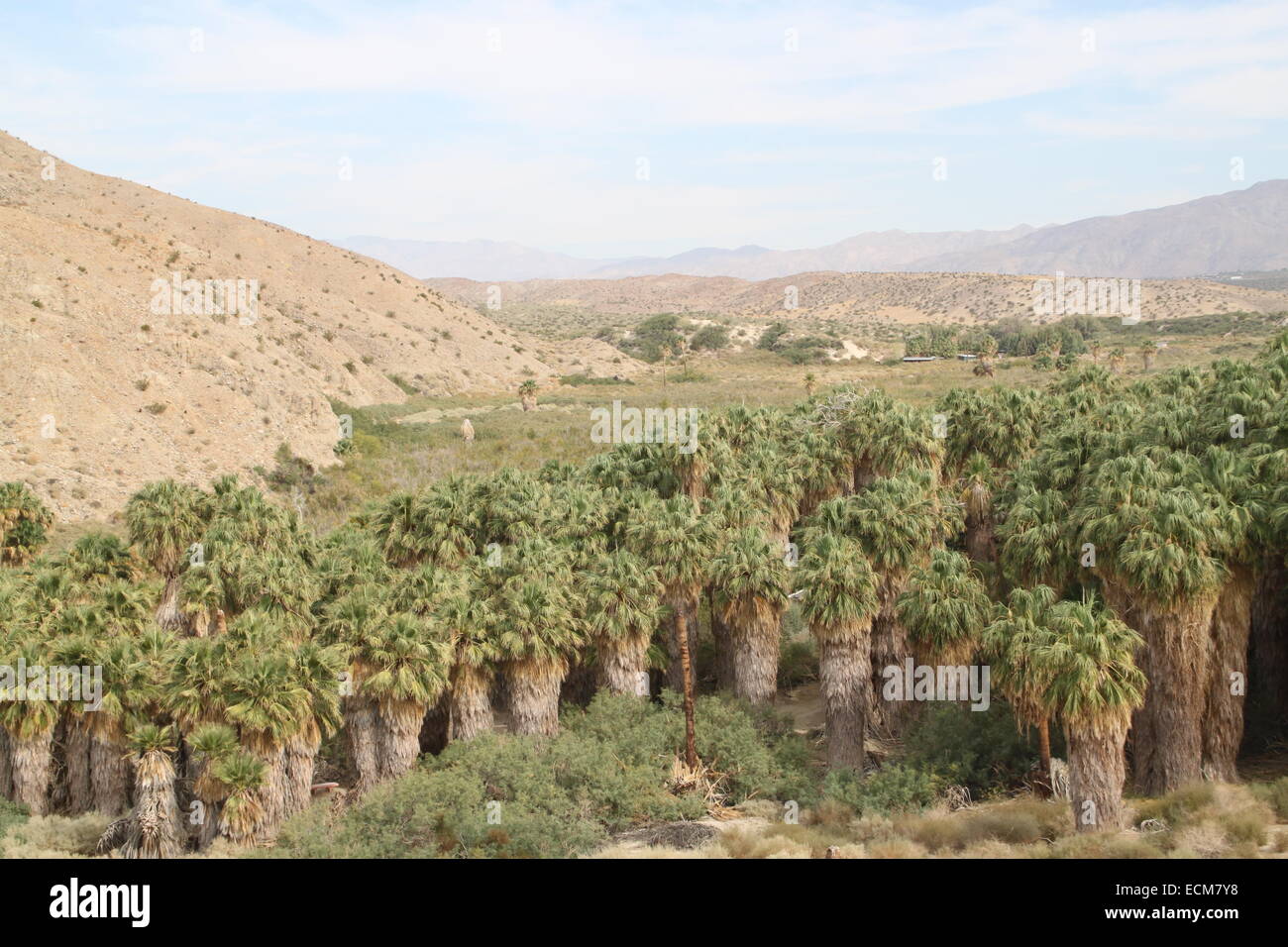 Thousand Palm Oasis High Resolution Stock Photography and Images - Alamy