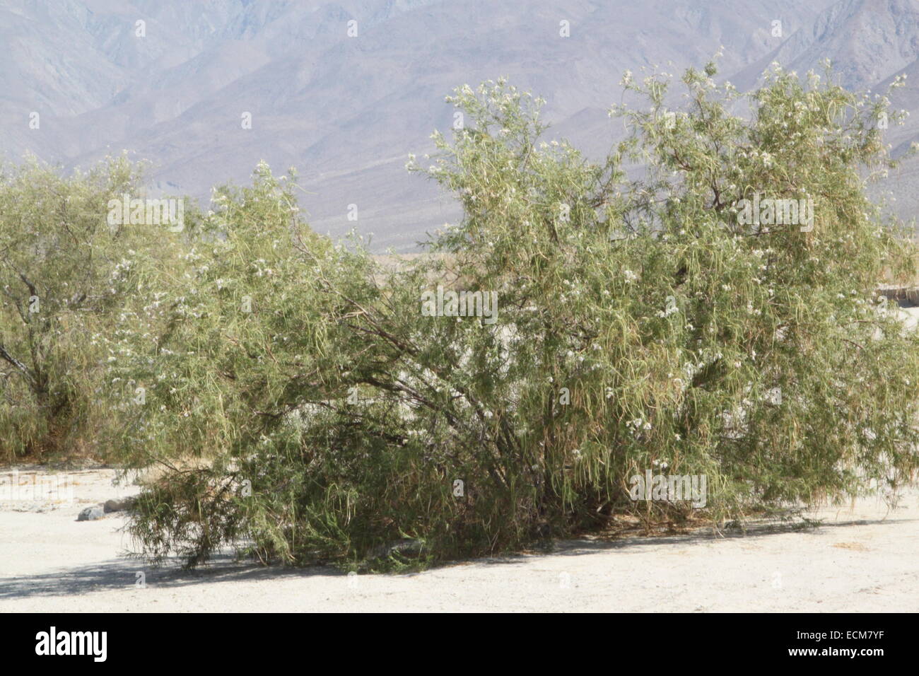 Desert bush with flowers hi-res stock photography and images - Alamy