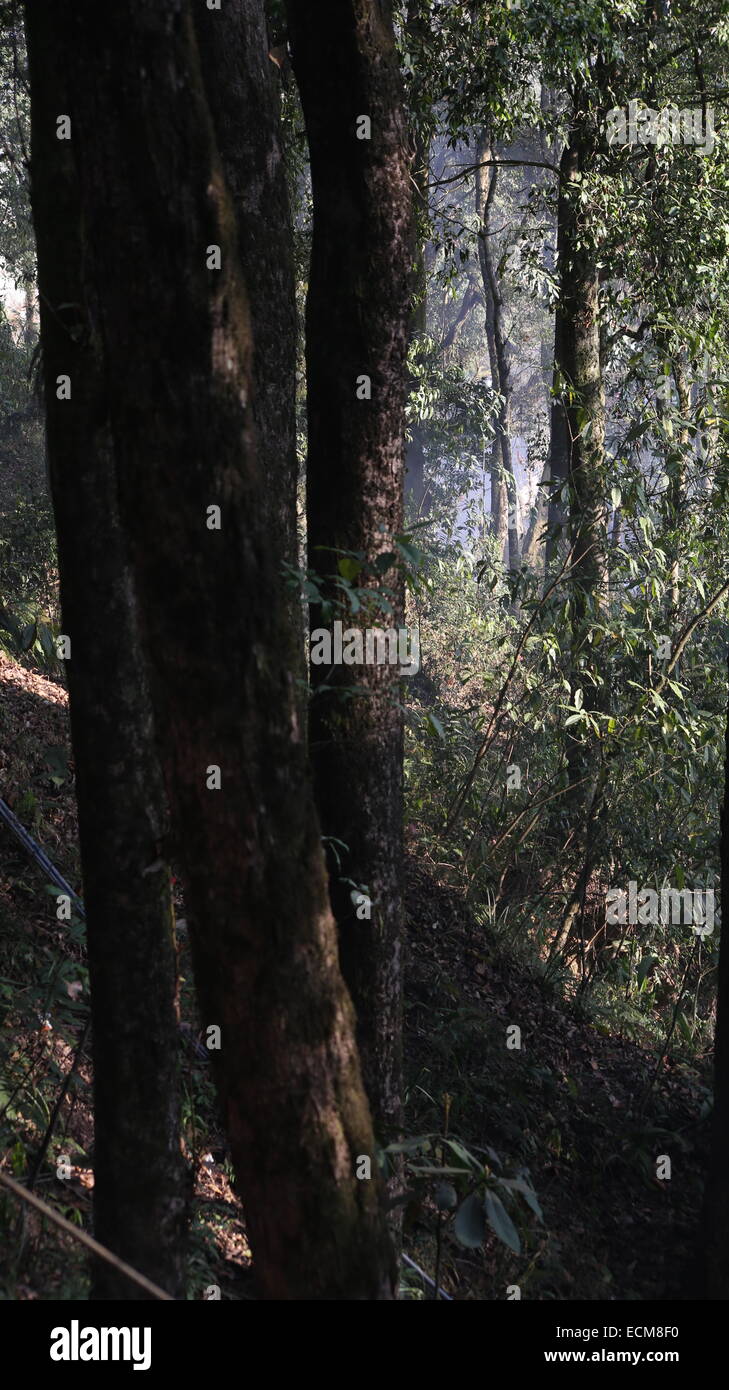 Trees in Darjeeling Stock Photo - Alamy