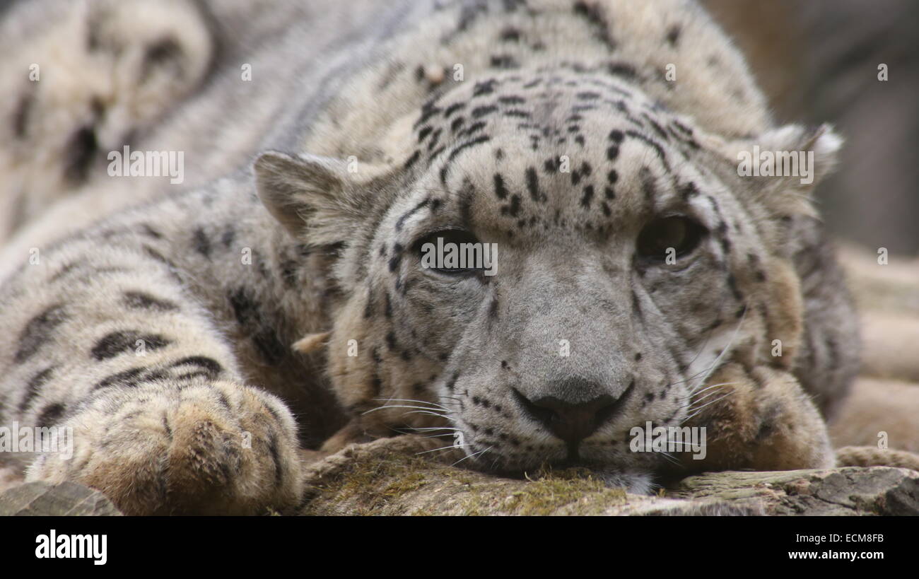 Snow leopard breeding center hi-res stock photography and images - Alamy