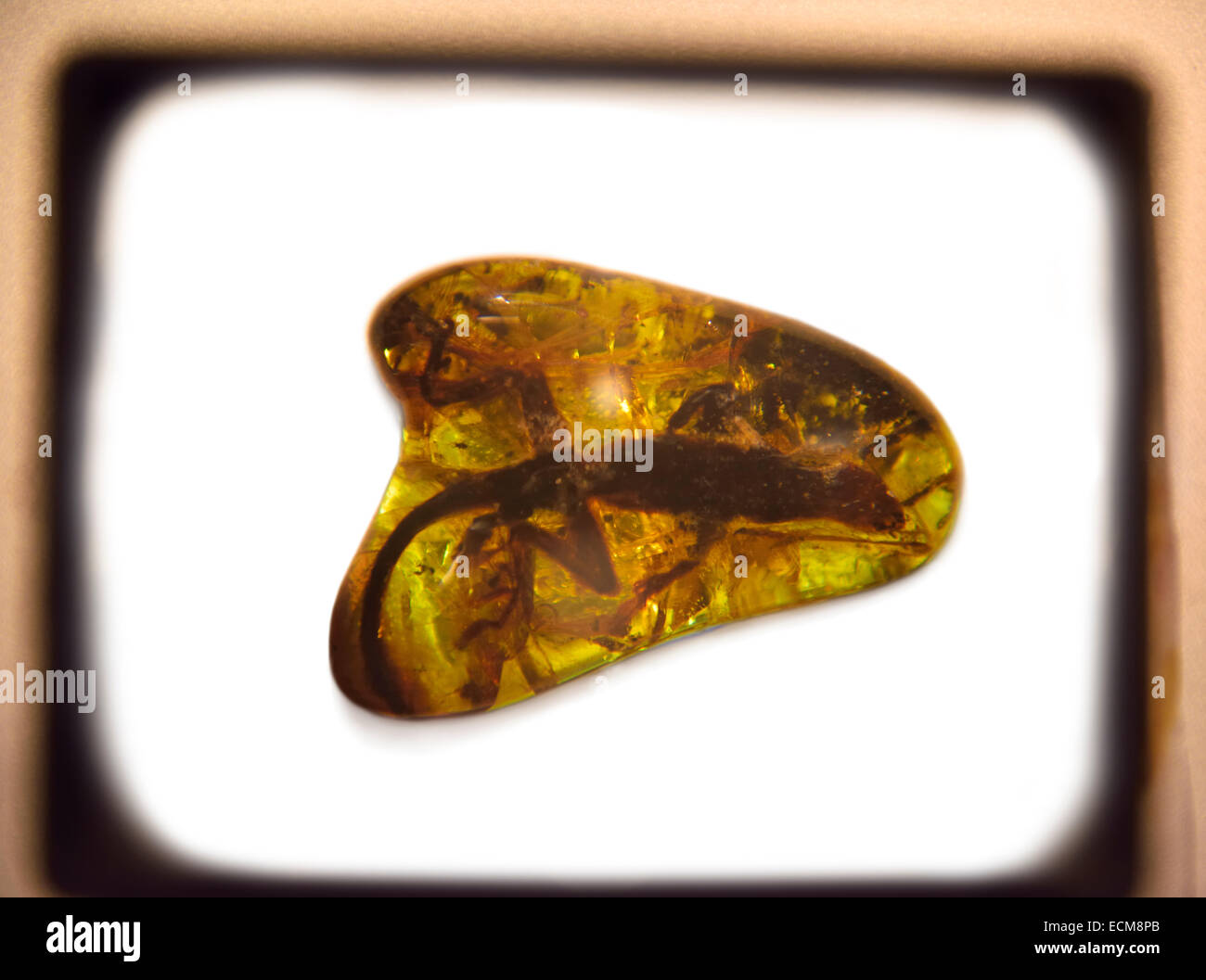 Magnified amber stone with small Lizard and other insects fossilized in ...