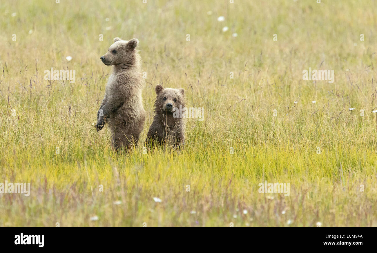 Two Alaskan Brown Bear spring cubs stand on their hind limbs and look ...
