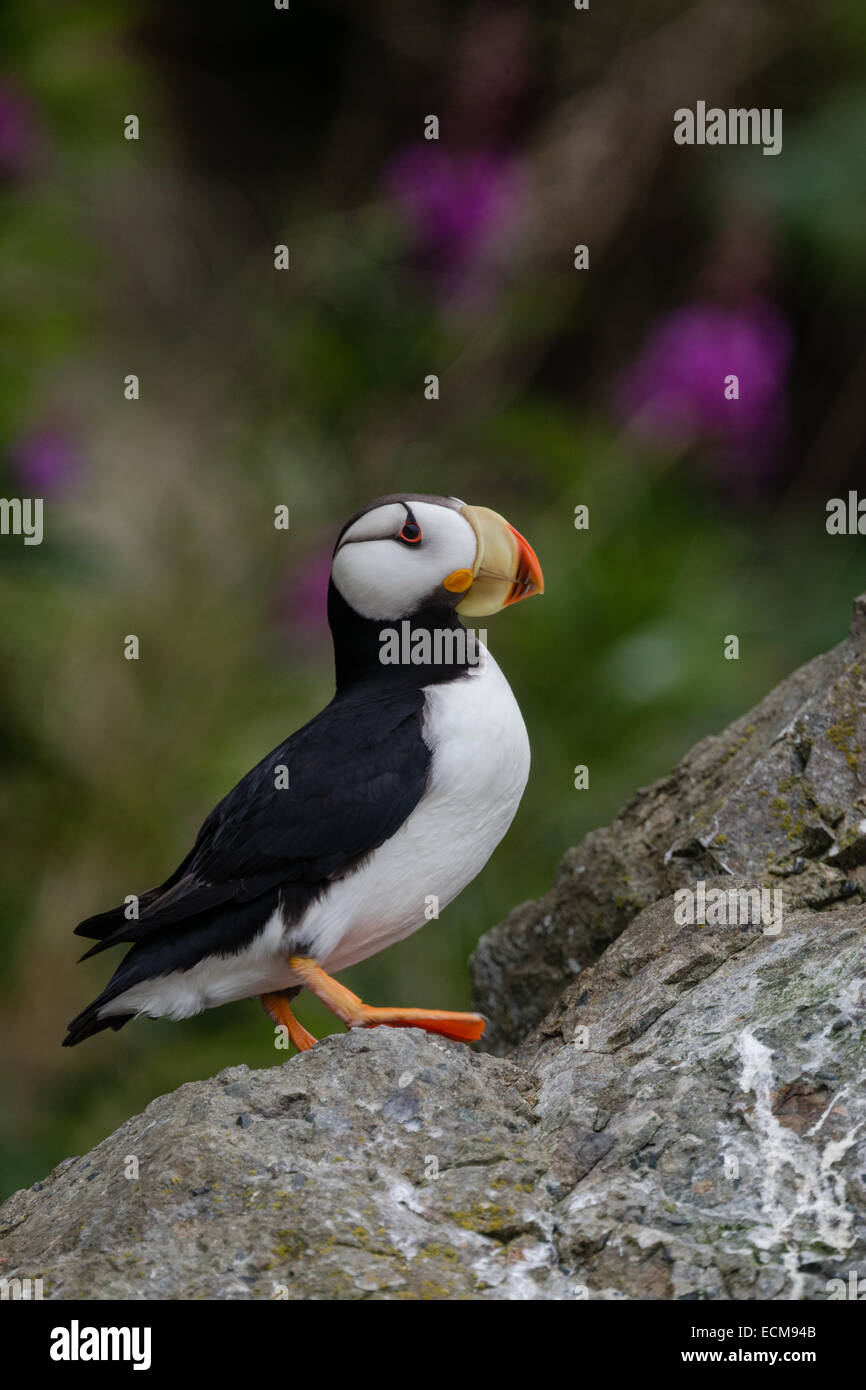 Horned Puffin stands along the rocks near the Cook Inlet at Duck Island ...