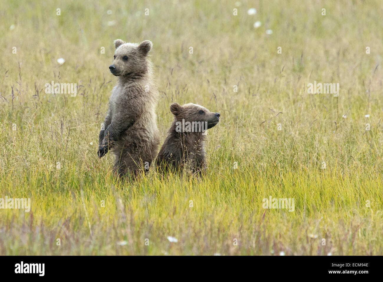 Two Alaskan Brown Bear spring cubs stand on their hind limbs and look ...