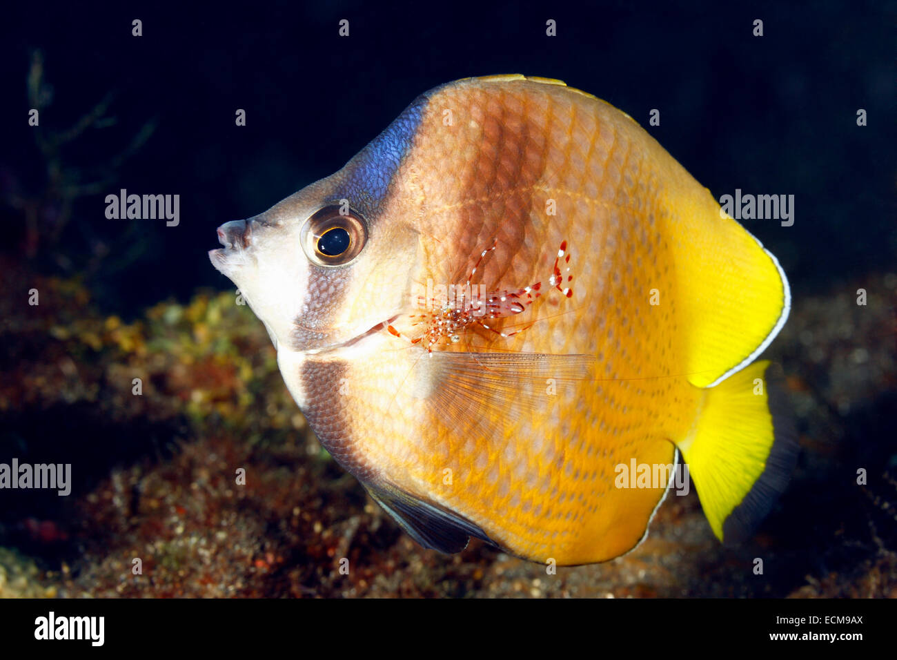 Kleins butterflyfish chaetodon kleinii hi-res stock photography and ...